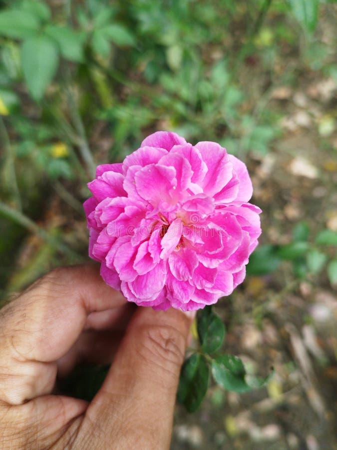 Pink colour rose flower stock photo. Image of rose, pink - 290364850