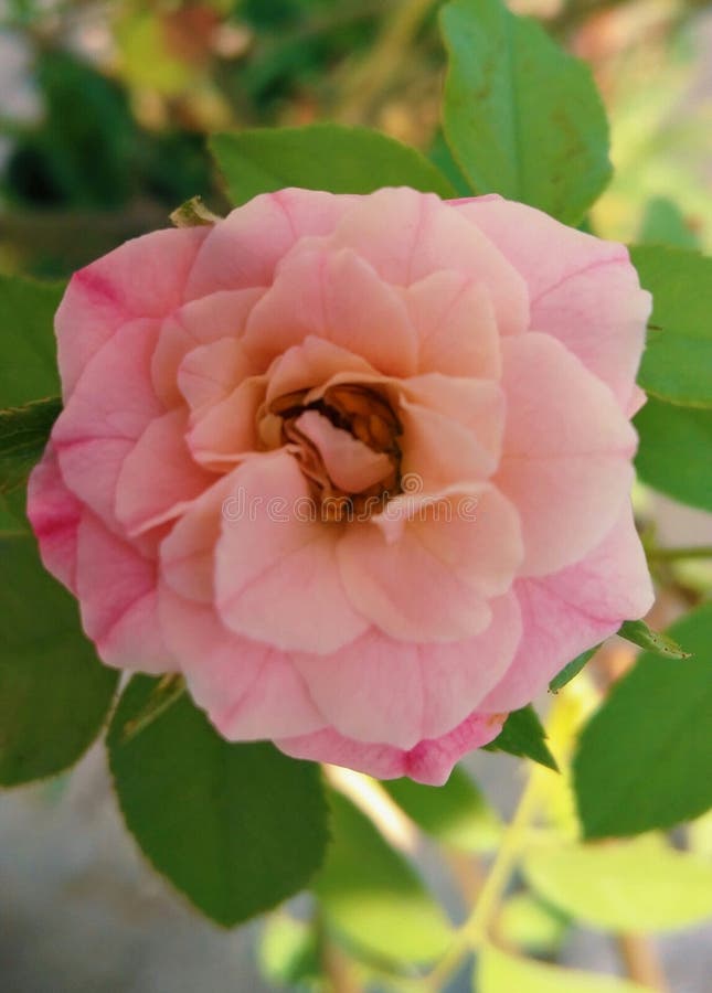 Pink colour rose stock image. Image of rose, pink, garden - 217062917