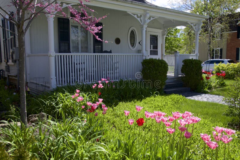 Pink Colour Tulips in the Front Yard Garden Stock Photo - Image of ...