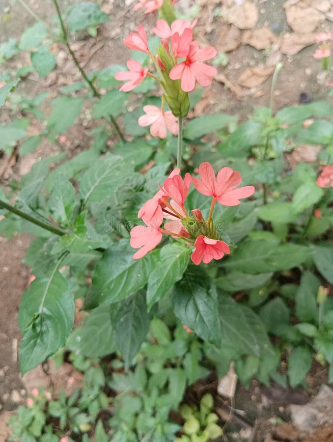 Pink Coloured Firecracker Flower or Tropical Frame Flower Stock Image ...
