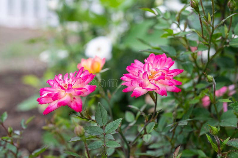 Pink Coloured Roses in the Garden. Nature Comes Alive in Spring Stock ...