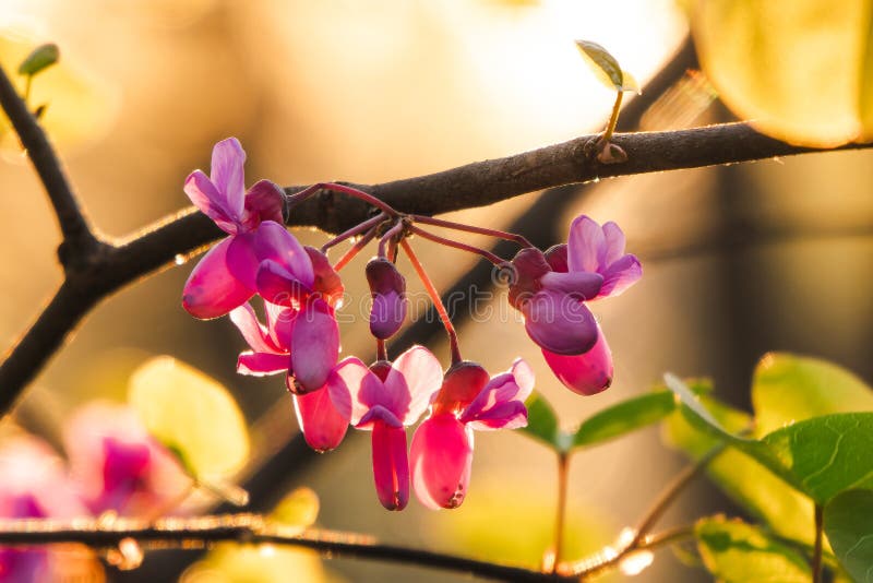 Pink Colourful Flowers on Tree Branch in Golden Sunlight Stock Image ...