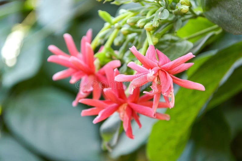 Combretum Indicum in Nature Garden Stock Photo - Image of combretum ...