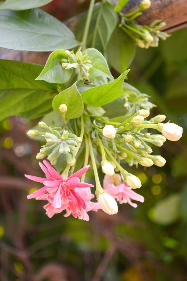 Combretum Indicum in Nature Garden Stock Photo - Image of green, sailor ...