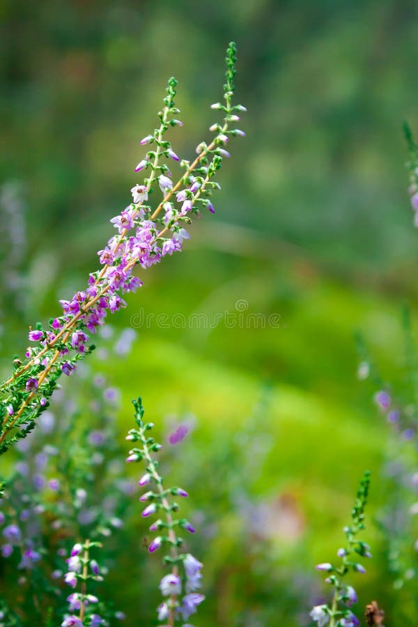 Pink common heather stock image. Image of blur, heath - 46167357
