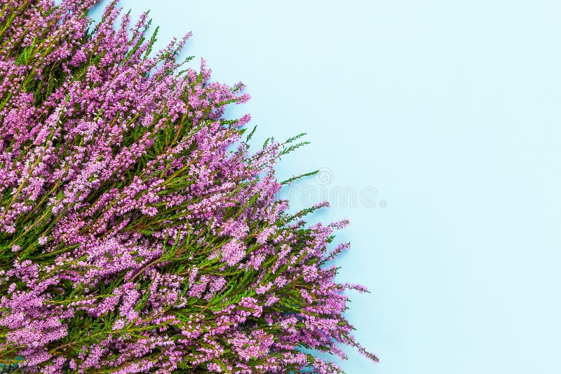 Pink Common Heather Flowers Bouquet on a Light Blue Background. Copy ...