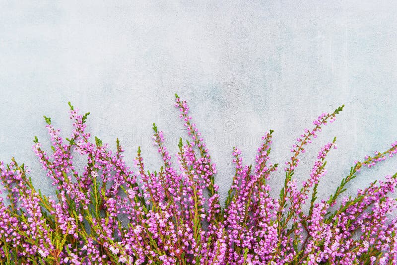 Pink Common Heather Flowers on Gray Background. Copy Space, Top View ...
