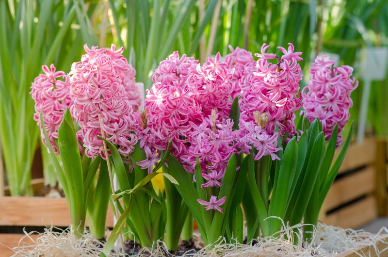 Hyacinth in the garden stock image. Image of bulbs, pollen - 91044031