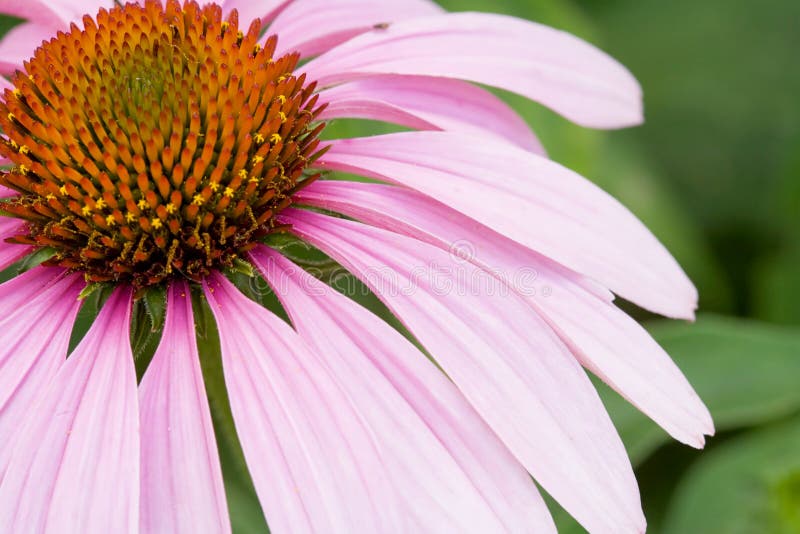 Pink Cone Flower stock image. Image of echinacea, pretty - 7851269