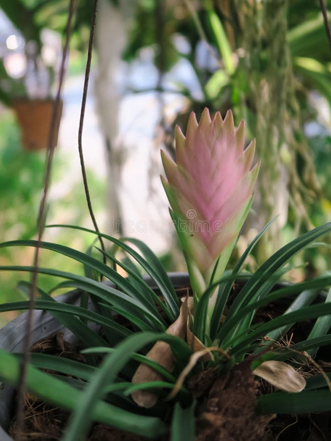 Pink Cone Ginger flower stock photo. Image of green, freshness - 84172362