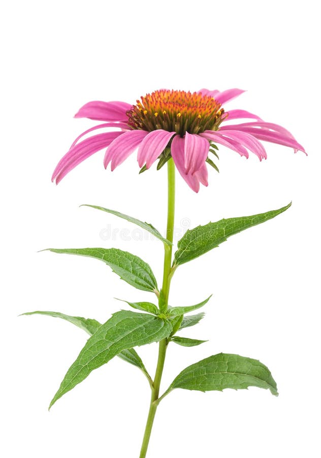 Pink coneflower echinacea stock photo. Image of homeopathic - 101336376