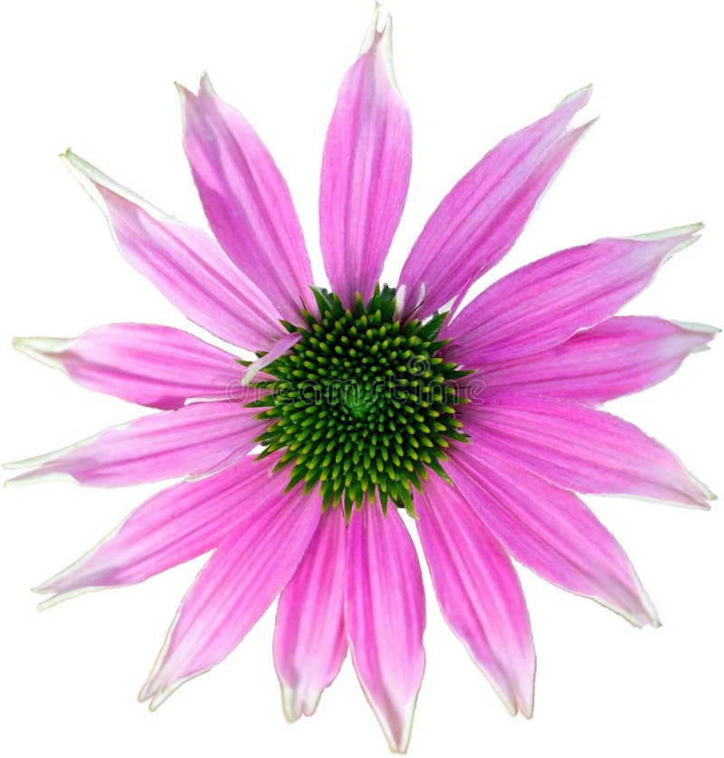 Pink coneflower stock photo. Image of summer, flower - 95371542