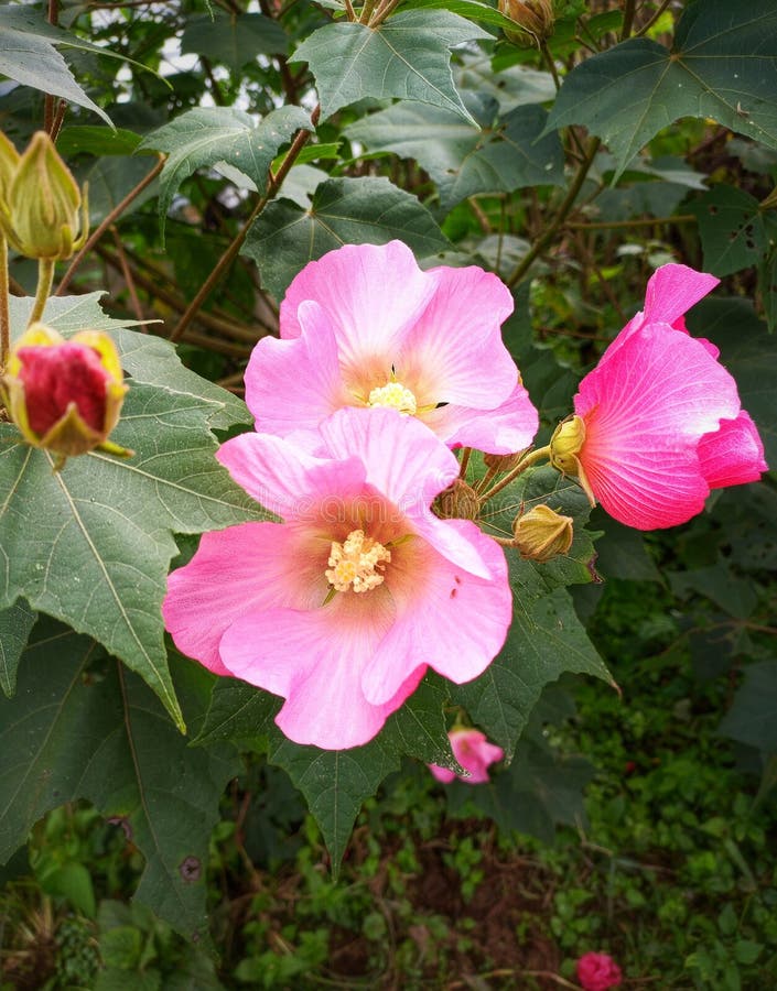 Pink Confederate Cotton Rose Full Bloom Flower Plant Stock Photo - Image of plant, cottonrose ...