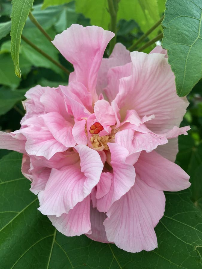 Confederate Rose in bloom stock image. Image of plant - 105159511