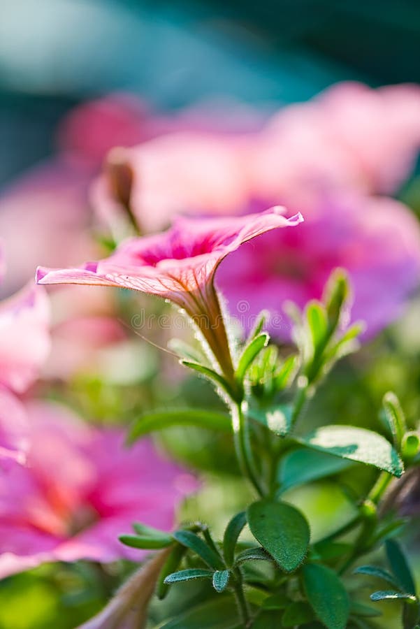 Pink Convolvulus stock photo. Image of blossom, open - 25927190