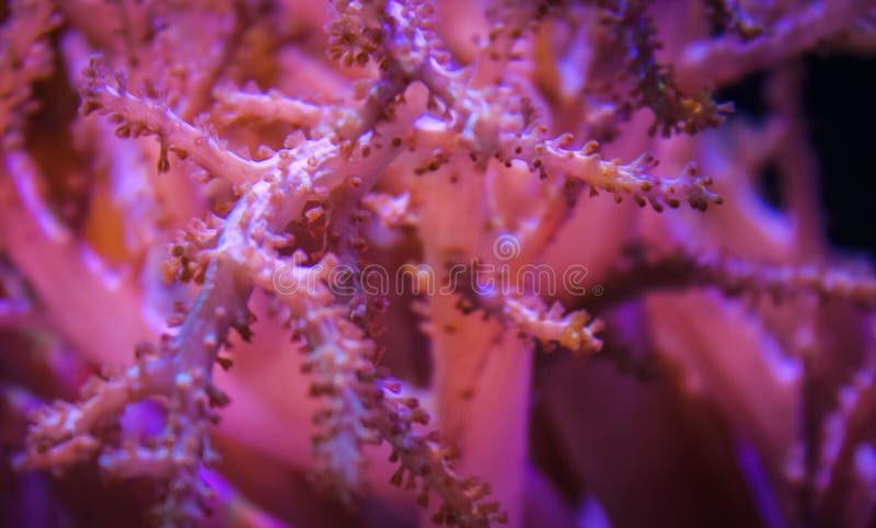 Pink Coral stock photo. Image of pink, water, nature - 95058974