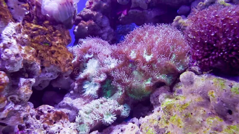 Pink Coral Reef Under Sunlight Stock Video - Video of coral ...