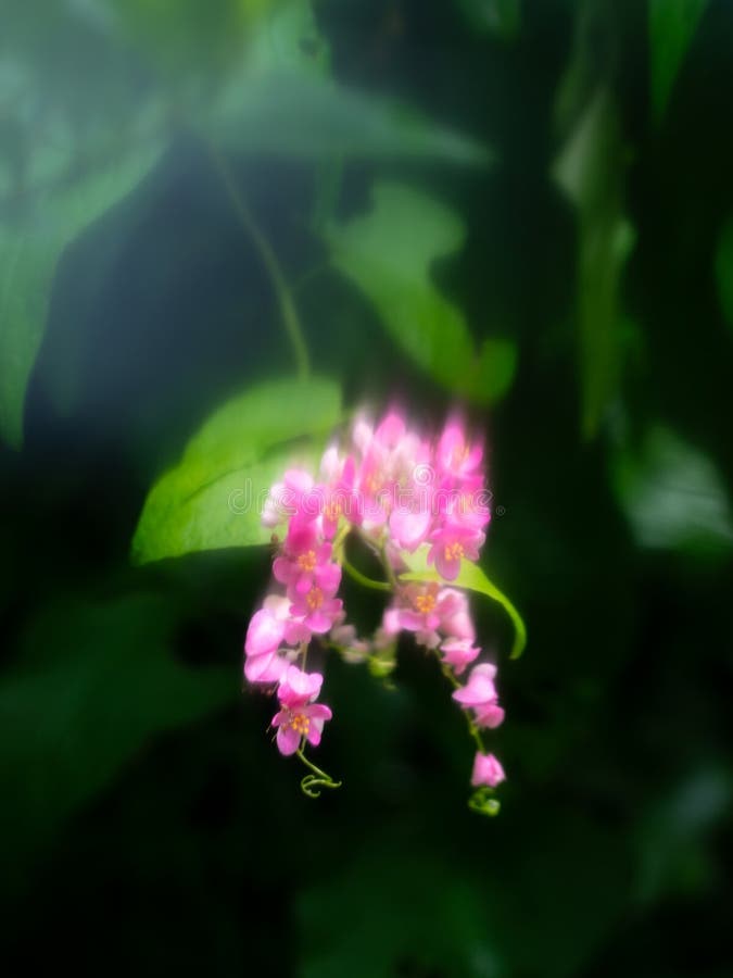 Pink Coral Vine flower stock image. Image of pink, artistic - 306349951