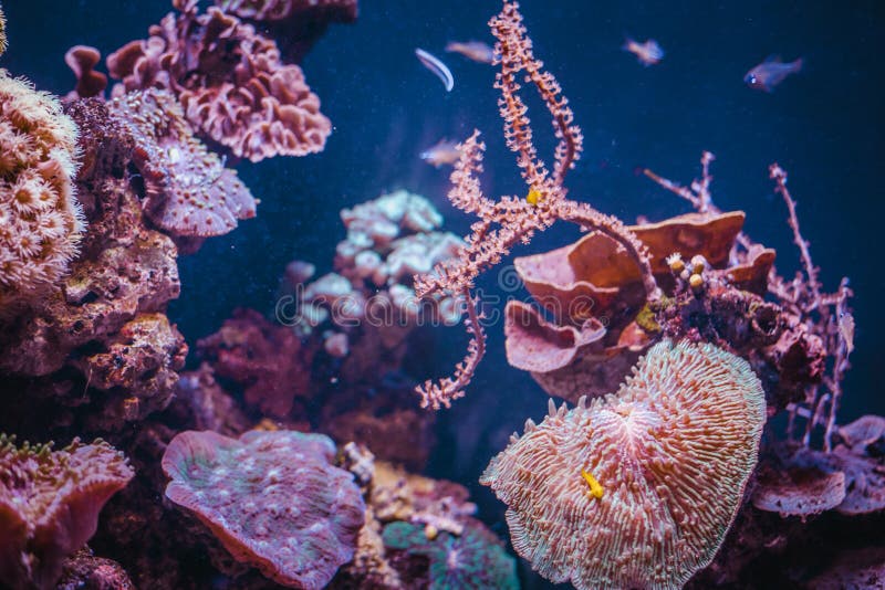 Pink corals in aquarium stock image. Image of float - 111445979