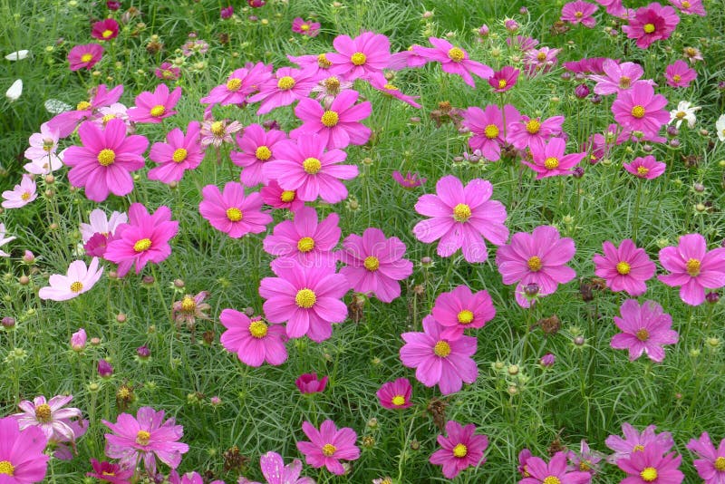 Pink coreopsis flowers stock photo. Image of beautiful - 34157856