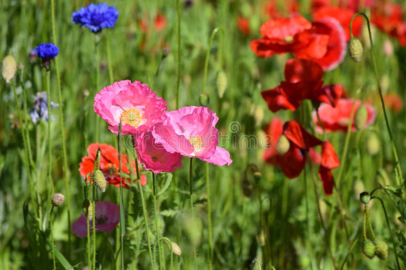 Pink Corn poppy stock photo. Image of corn, flower, soft - 220025512