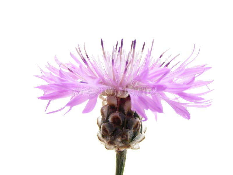 Pink cornflower stock image. Image of blossom, centaurea - 3297279