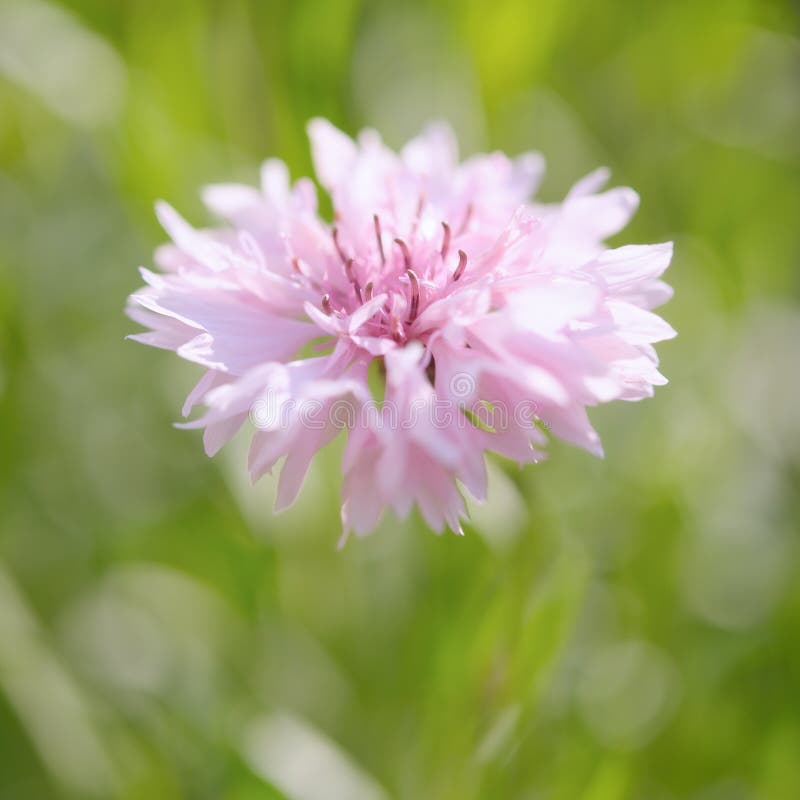 Pink cornflower stock image. Image of blossom, centaurea - 3297279