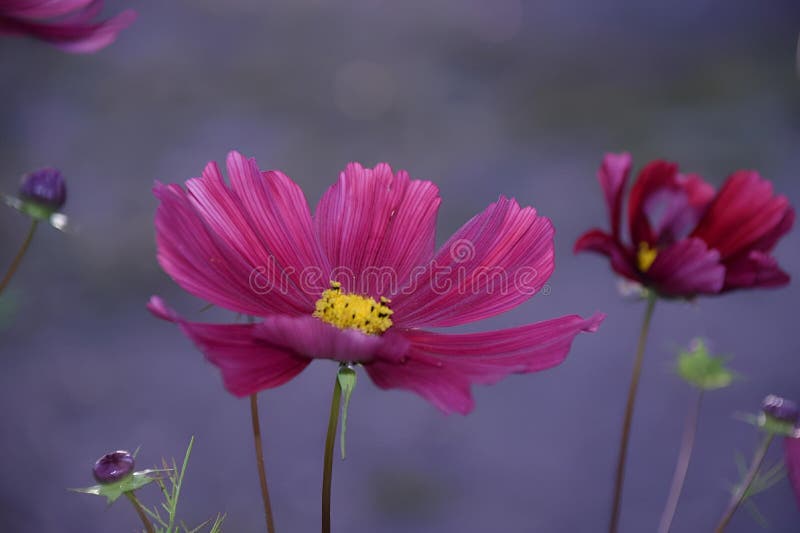 Pink Cosmea Bipinnate Flowers in Bloom in a Field Stock Image - Image ...
