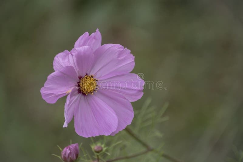 A Pink Cosmea Flower Against a Background of Greenery in the Garden ...