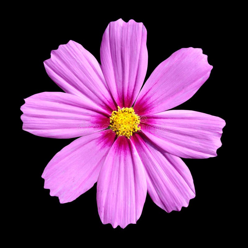 Pink Cosmea Rose. Beautiful Cosmos Flower Isolated Stock Photo - Image ...