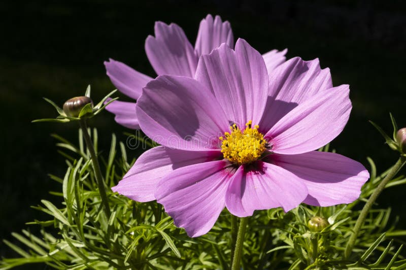 Pink Cosmo Flower Blooming in a Garden Stock Photo - Image of floral ...