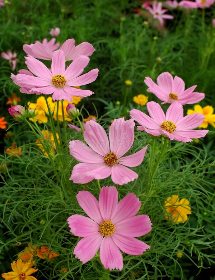 Cosmos flowers stock image. Image of flowers, garden - 72558391