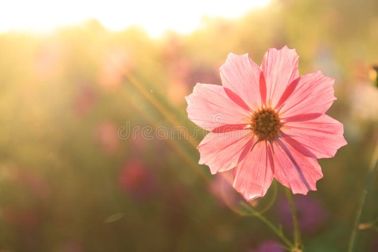 Vibrant Pink Cosmos Field Sunrise Stock Photos - Free & Royalty-Free ...