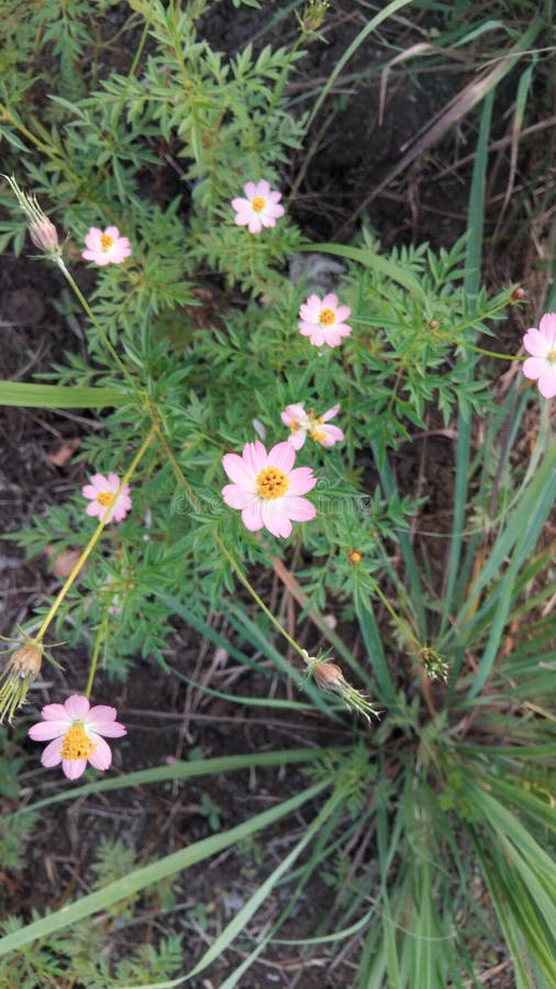 Pink Cosmos Bipinnatus Flowers on the Tree. Stock Photo - Image of ...