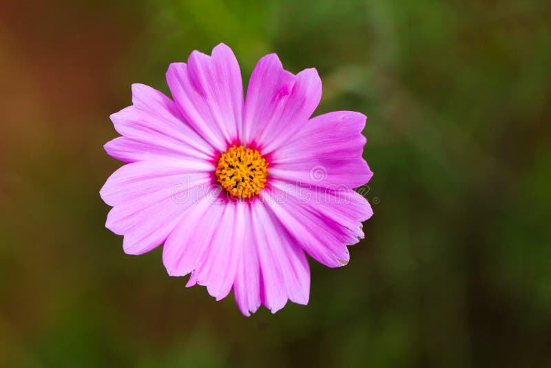 Pink Cosmos Flowe and Flowerbackground. Stock Photo - Image of ...