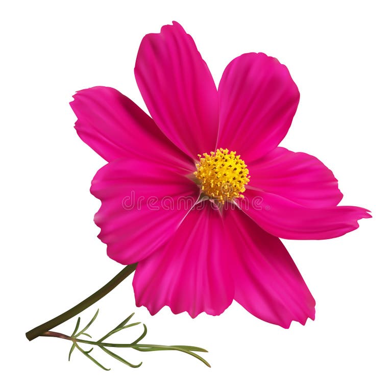 Cosmos Flower Drawing Stock Illustrations – 6,288 Cosmos Flower Drawing ...