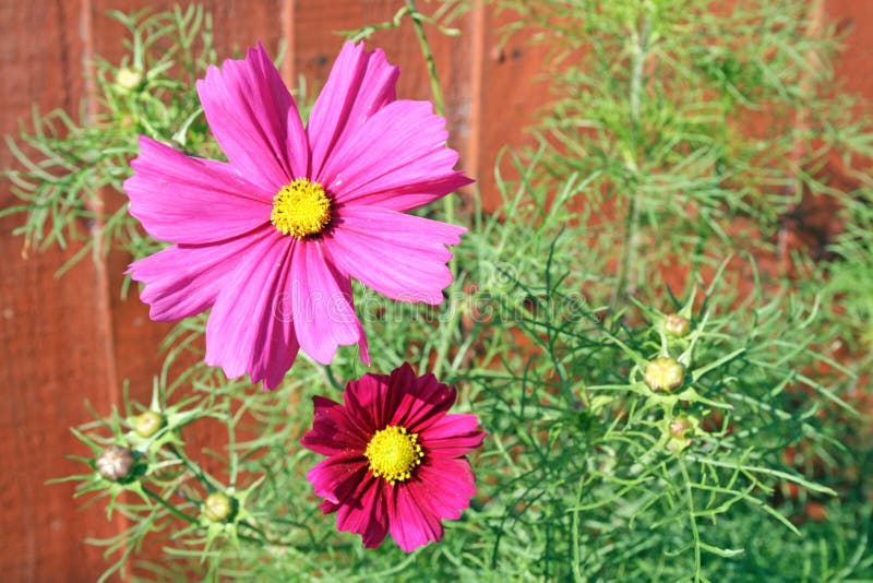Pink cosmos flower stock photo. Image of grass, calm - 24698748