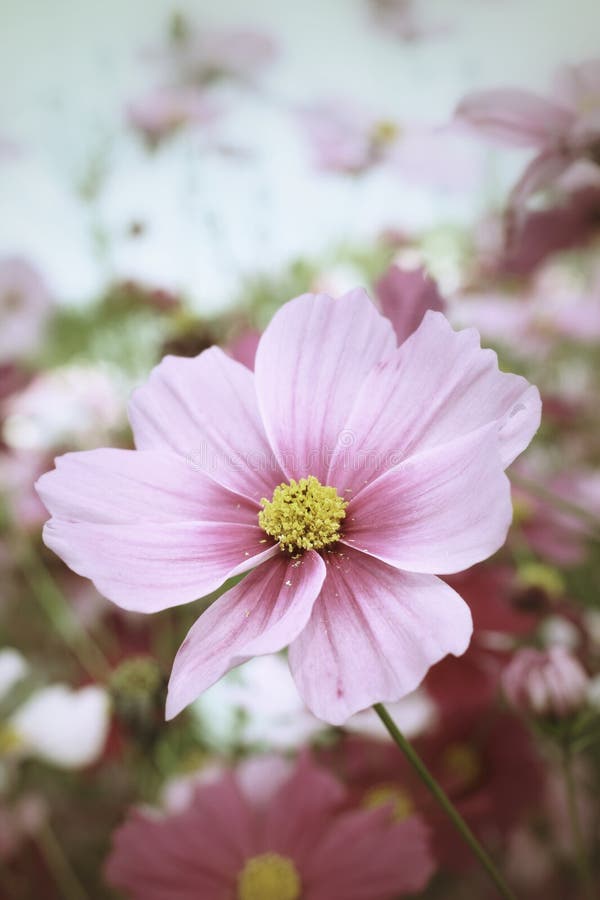 Pink cosmos flower stock image. Image of natural, colorful - 36878263