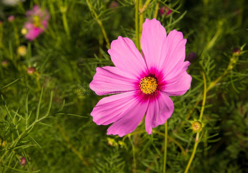 Pink Cosmos stock image. Image of colorful, bright, grass - 63088407