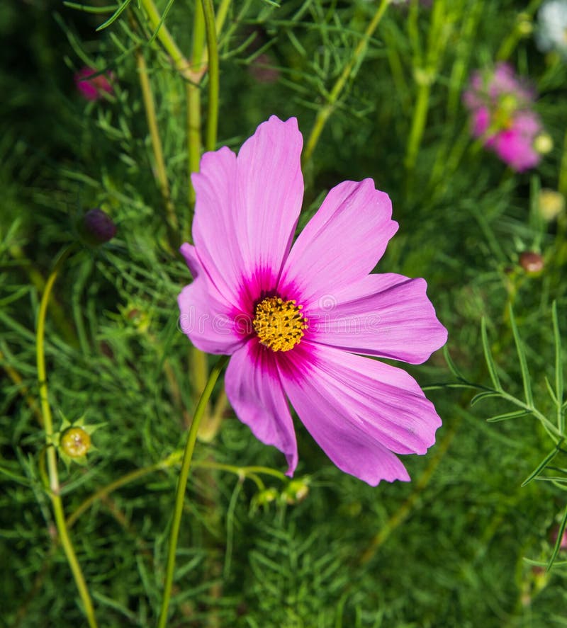 Cosmos pink flower stock image. Image of background - 110580233 Cosmos pink flower stock image. Image of background - 110580233
