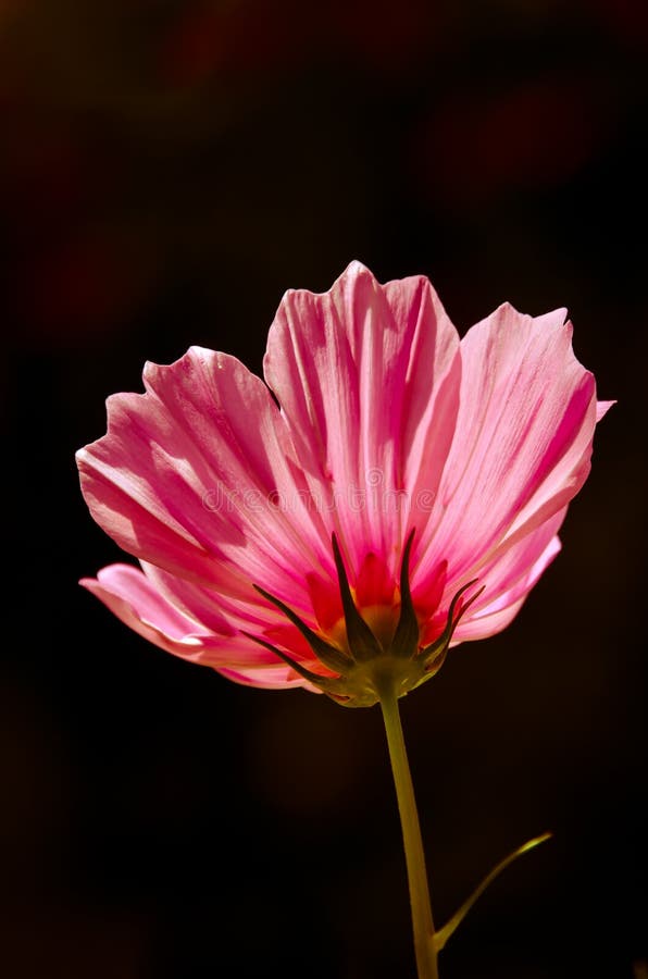 Dark Pink Cosmos Flower stock image. Image of garden - 45509965