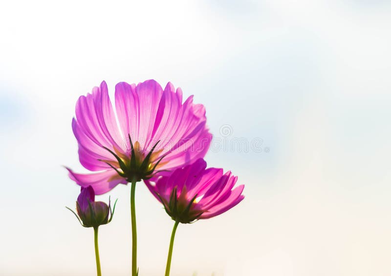 Pink Cosmos Flower Blooming Beautifully for Background Stock Image ...