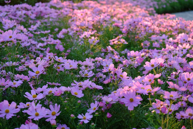 Pink Cosmos Flower Blooming in the Garden Stock Image - Image of ...