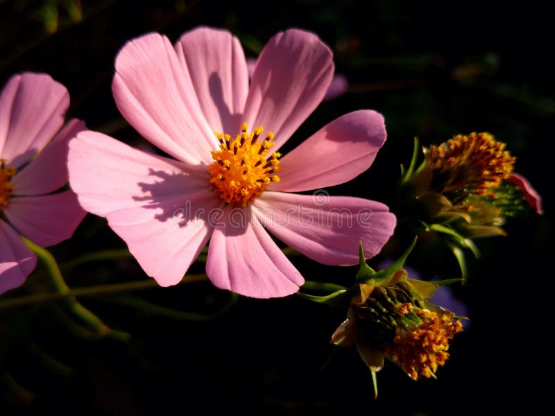 Pink cosmos 2 stock image. Image of botany, closeup - 125758575