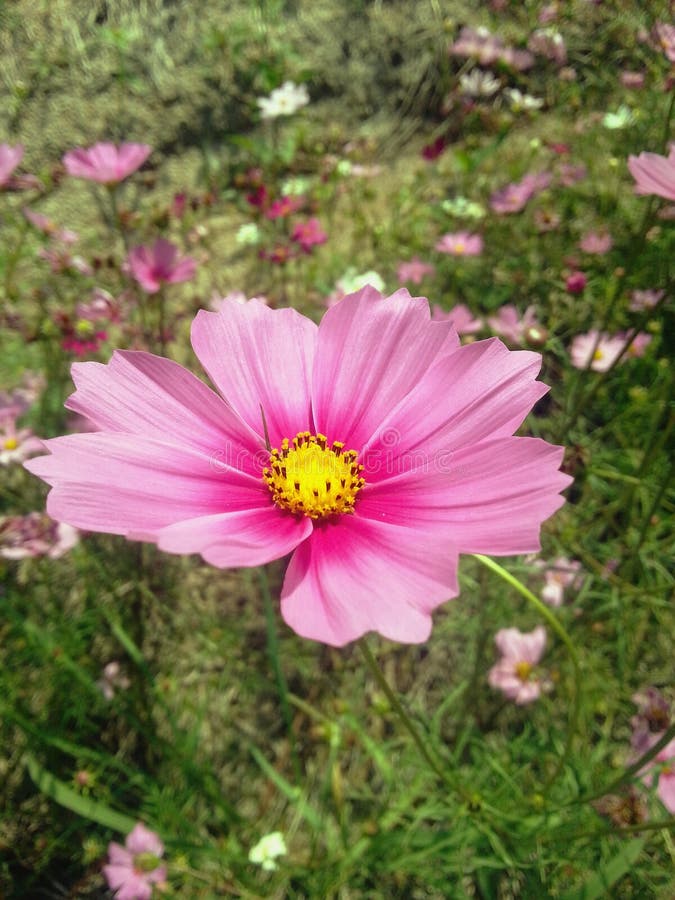 The pink cosmos stock photo. Image of pink, grass, flower - 49839704
