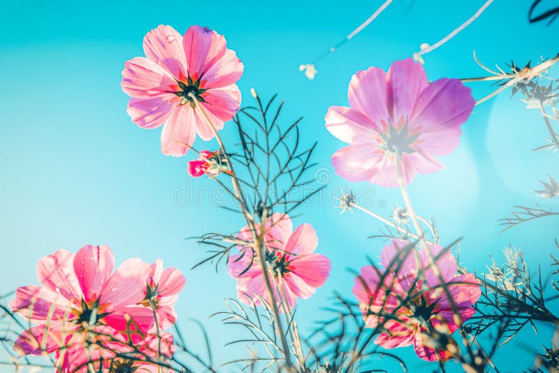 Pink Cosmos Flower Field Close Up Retro Filter Effect Stock Image ...