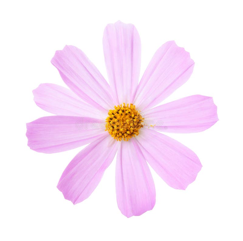 Pink Cosmos Flower Isolated on White Background. Garden Cosmos Stock ...