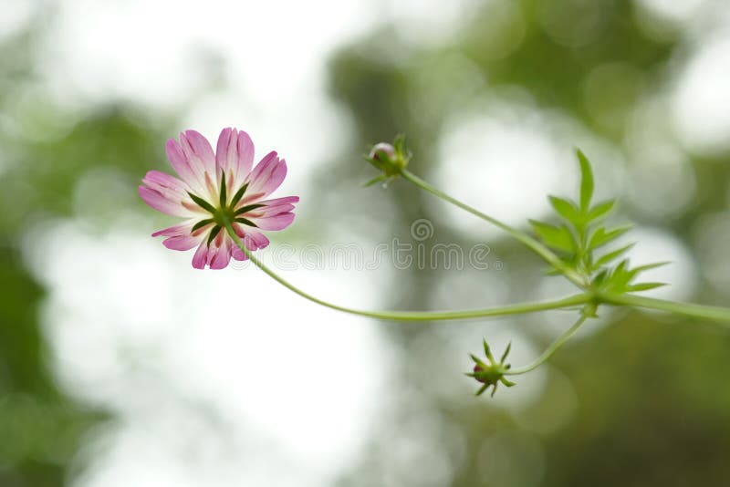 Pink cosmos flower stock image. Image of blossom, texture - 78934423