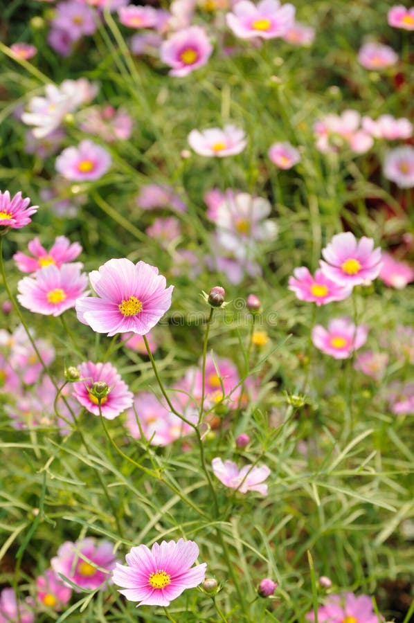 Pink cosmos flowers stock image. Image of floral, colorful - 9113759