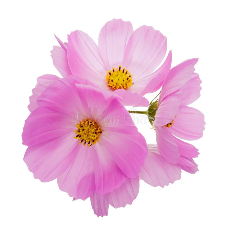 Pink cosmos stock photo. Image of cosmos, environment - 1071880